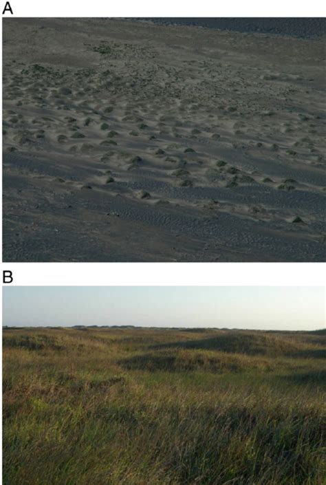 Transgressive Dune Sheet And Dune Fi Eld Forming Because Of Shoreline Download Scientific