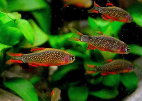Top 50 Best Freshwater Aquarium Fish Species Myaquarium