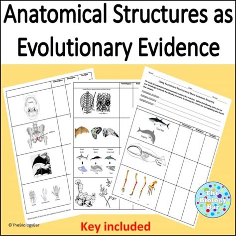 Evolution Anatomical Structures Activity Homologous Analogous And Vestigial