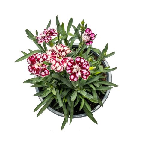 Planta Cu Flori Dianthus Ø Ghiveci 17 Cm