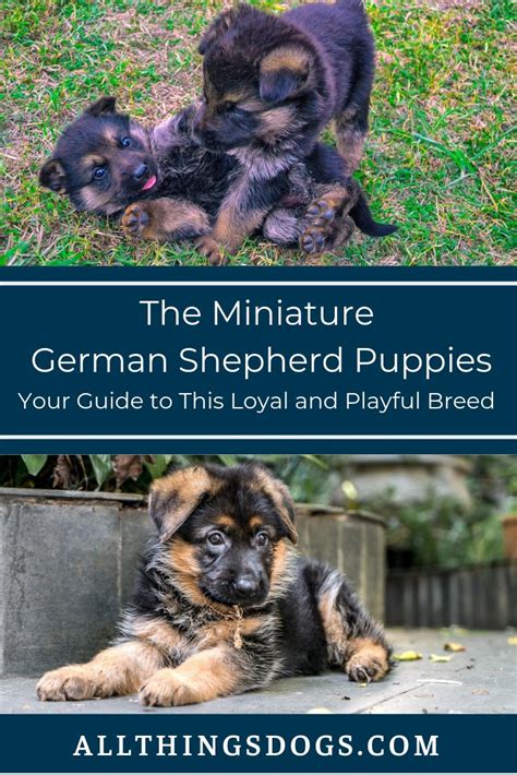 Miniature German Shepherd Mix