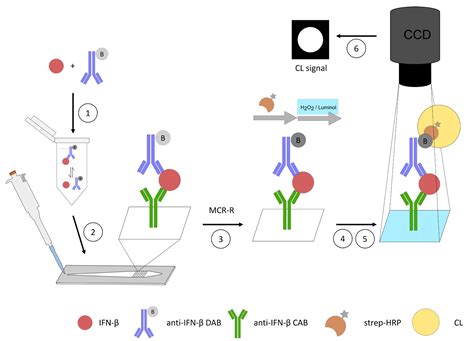 Flow Based Cl Smia For The Quantification Of Protein Biomarkers From
