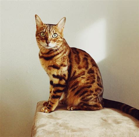 Karakteristik Unik Kucing Bengal Kamu Perlu Tahu