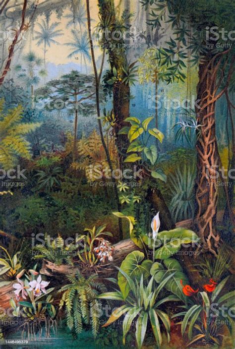 Tanaman Tropis Vintage Dan Pola Bunga Tanaman Vintage Bunga Hutan Botani Lanskap Ilustrasi Hutan