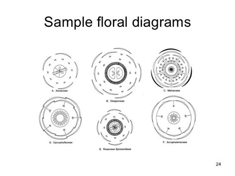 Floral Formula Of Flower At Irene Defilippo Blog
