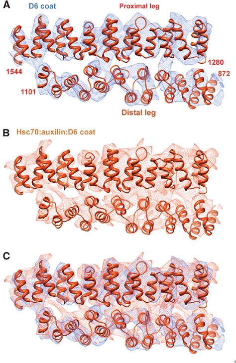 Figure 4 From Structure Of Clathrin Coat With Bound Hsc70 And Auxilin