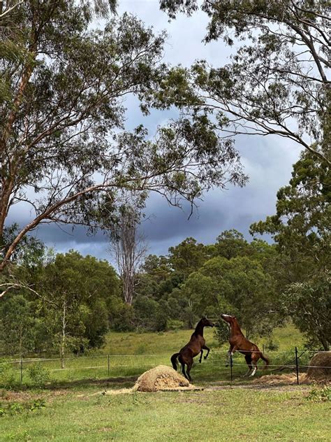 Ruby Barr On Linkedin Three Months Of Nothing But Peace Ponies
