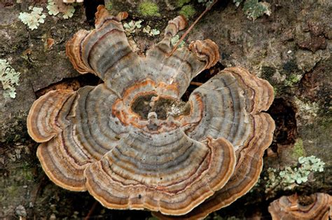 A Turkey Tail Fungus Trametes Versicolor Growing On A Dead Tree Trunk