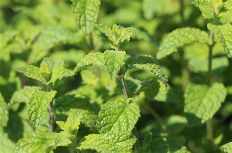Minzen Mentha Infos And Pflanzen Dieser Gattung
