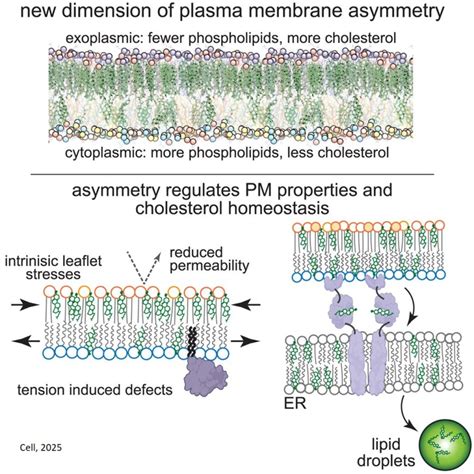Cell Membranes Sustain Phospholipid Imbalance Via Cholesterol Asymmetry