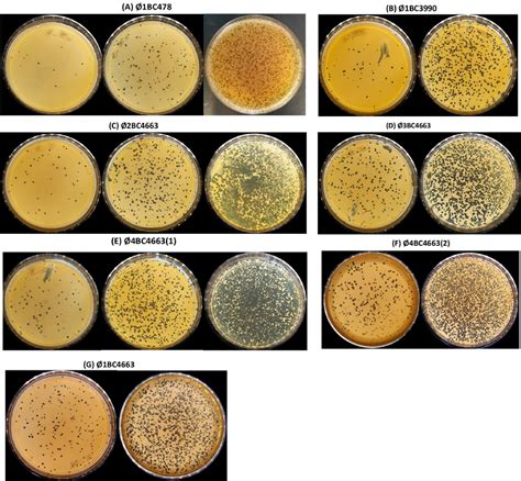 Table 1 From Isolation Partial Characterization And Application Of Bacteriophages In