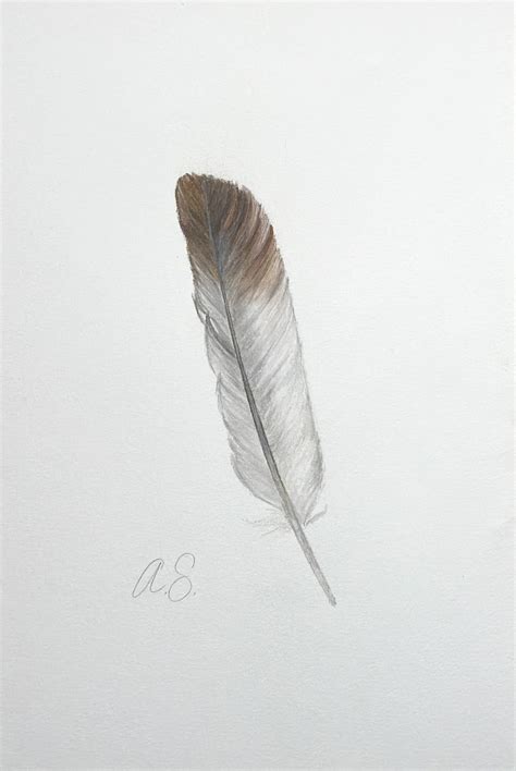 Eagle Feather Pencil Drawing