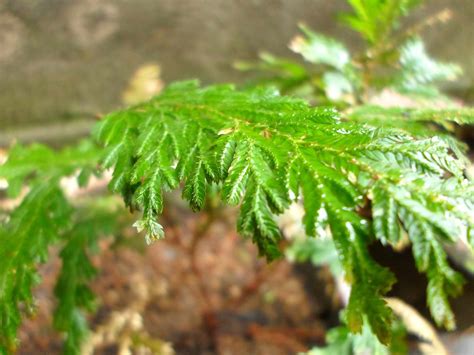 Most Psychedelic Feeling Cannabis Strains Without Shrooms 14 Mind