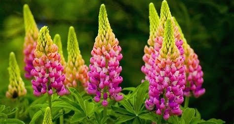 Люпин многолетний: посадка и уход, фото растения для декорирования участка