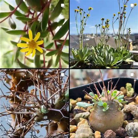 85 Species In Genus Othonna