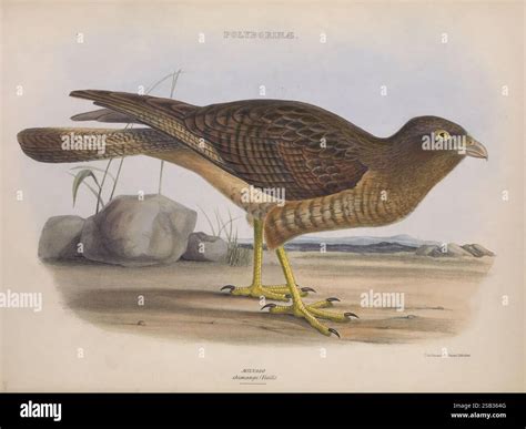 The Genera Of Birds 1849 Birds Behavior Classification Pictorial Works Ornithological