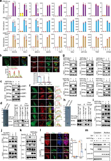 Sars Cov 2 Nsp5 And N Protein Counteract The Rig I Signaling Pathway By