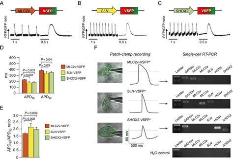 Functional Characterization Of Cardiomyocytes Marked With Download