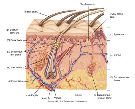 Chapter 5 Integumentary System Diagram Quizlet