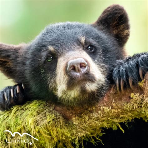 Hotel Chipinque Si Te Encuentras Uno De Los Ositos Que Habitan En La Sierra Madre Orienta
