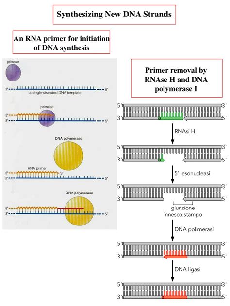 Ppt The Dna Synthesis Powerpoint Presentation Free Download Id4807541