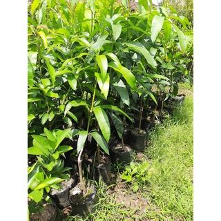 Jual Bibit Mangga Mahatir Mangga Super Jumbo Malaysia 1 Meter