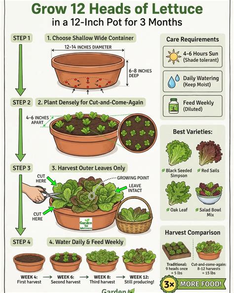 Growing Lettuce Artofit