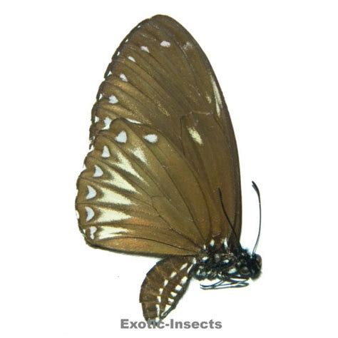 Chilasa Paradoxa Paradoxa