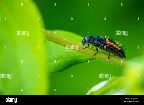 Ladybug Insect Larva Or Pupa Coccinellidae Closeup Pupal Stage Feeding