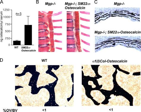 Osteocalcin Does Not Share Antimineralization Function Of Mgp A Download Scientific Diagram