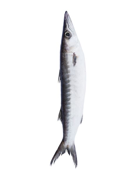 Kala Kund Black Barracuda In Karachi Pakistan Free Delivery