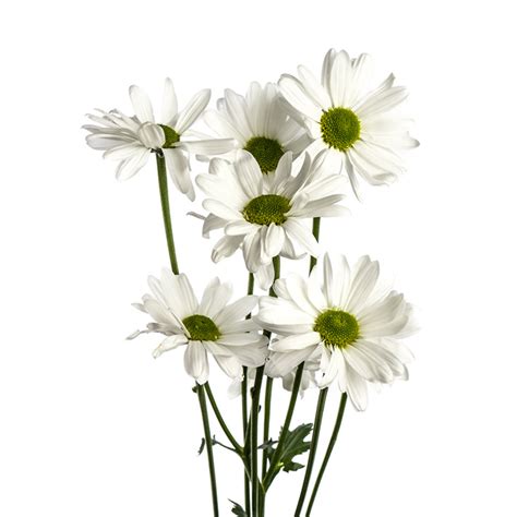 Pompon Daisy White 7 Stems Metro Flower Market