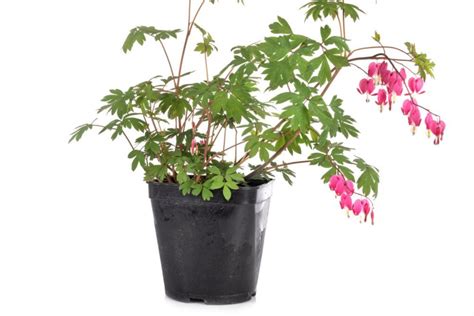 Unlocking The 7 Secrets Of Bleeding Heart Plant Care