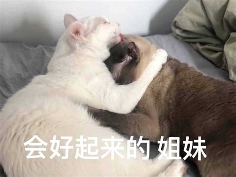 你有哪些珍藏的「安慰别人」的表情包？ 知乎