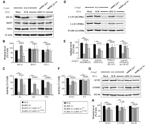 Multiple Mitochondrial Dysfunctions Syndrome 4 Semantic Scholar