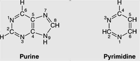 Bio 5215 Nucleotides Nucleic Acid Structure And Functions Flashcards