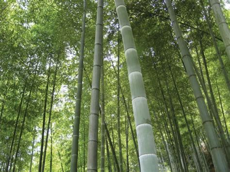 Bambu Moso Gigante Phyllostachys Pubescens 150 Semillas Seeds Eur 9 95 Picclick It