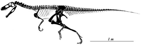 Herrerasaurus Skeleton