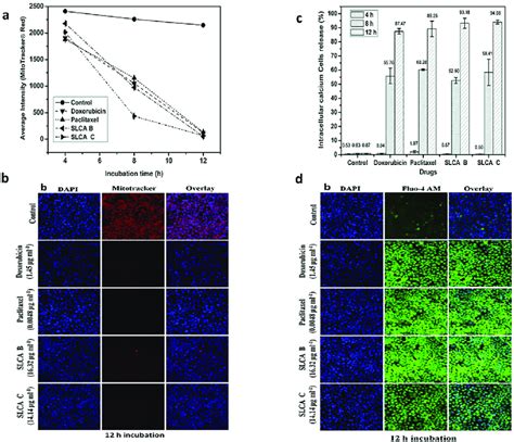Slcas Decrease Mitochondrial Membrane Potential And Increase Download Scientific Diagram