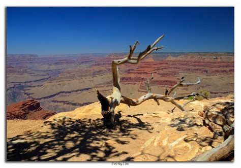 Henry S Estes Photography Forked Tree
