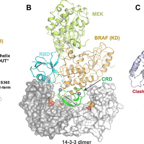 Structures Of Autoinhibited Monomeric Braf14 3 3 2 Mek Complexes The
