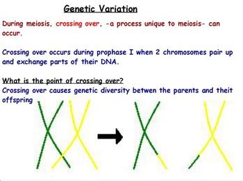 Cell Reproduction Meiosis Crossing Over Worksheet Included Tpt