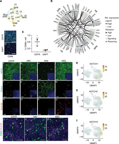 Figure 5 From Single Cell Reconstruction Of Human Basal Cell Diversity