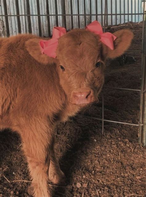 Guide To Miniature Cattle Breeds For Small Modern Homesteading Farm