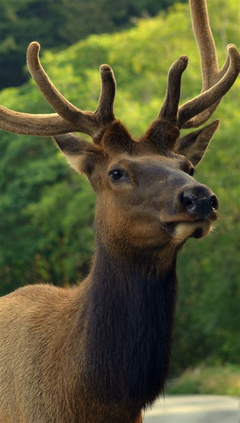 Woods Walks And Wildlife Roosevelt Elk