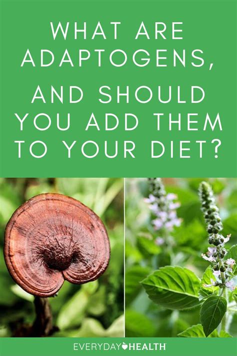 All About Adaptogens Definition Functions Sources Risks And More Diet And Nutrition