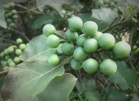 Meu Cantinho Verde Jurubeba Solanum Paniculatum
