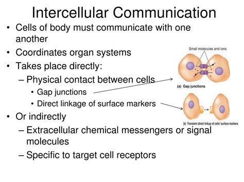 Ppt Intercellular Commication And Signal Transduction Powerpoint