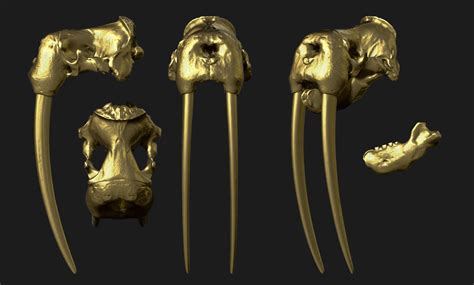 Male Walrus Skull Cnc And 3d Model 3d Printable Cgtrader