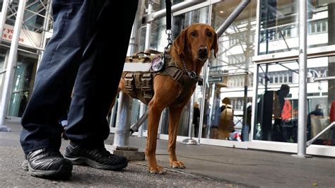 Algunos Perros Policías Ahora También Llevan Grabadoras Infobae